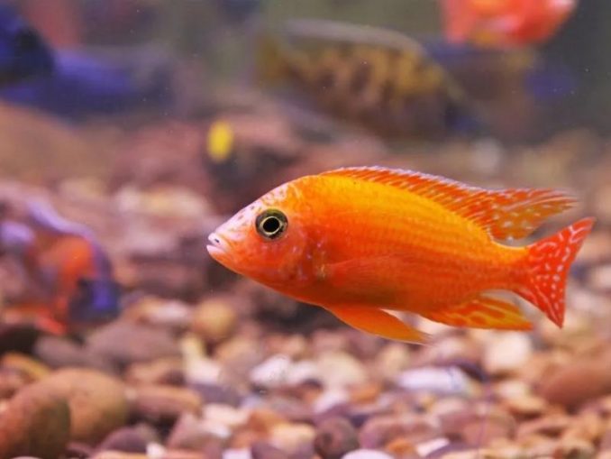 Red Zebra Cichlid Care Guide & Species Profile | Fishkeeping World