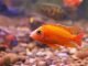 Red Zebra Cichlid Care Guide & Species Profile | Fishkeeping World