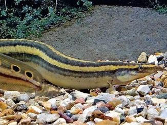 Peacock Eel Care Guide & Species Profile | Fishkeeping World