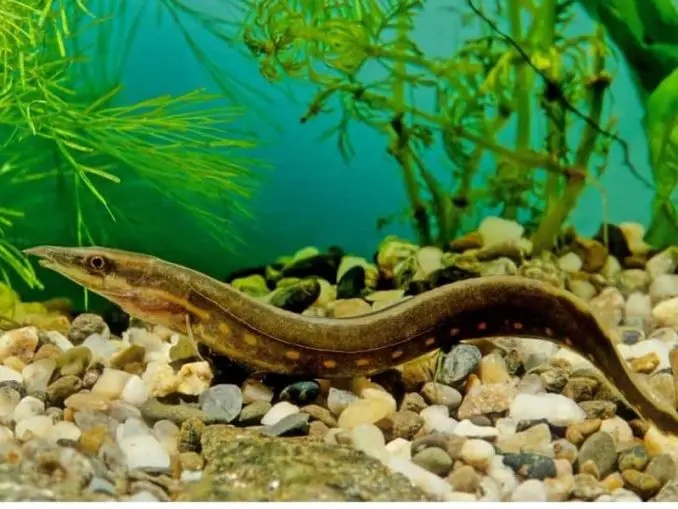 Peacock Eel Care Guide & Species Profile | Fishkeeping World