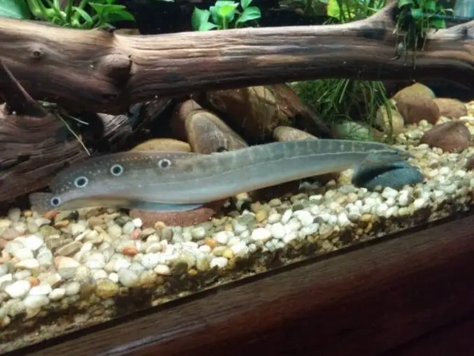 Peacock Eel Care Guide & Species Profile | Fishkeeping World