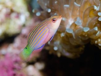 Six-Line Wrasse Care Guide & Species Profile | Fishkeeping World