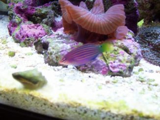 Six-Line Wrasse Care Guide & Species Profile | Fishkeeping World