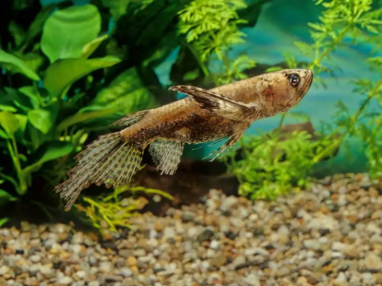 African Butterflyfish Care Guide & Species Profile | Fishkeeping World