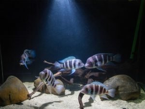 Frontosa Cichlid Care Guide & Species Profile | Fishkeeping World
