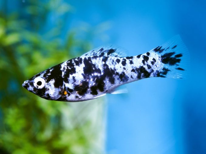 Dalmatian Molly Care Guide & Species Profile | Fishkeeping World