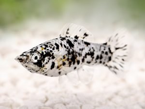 Dalmatian Molly Care Guide & Species Profile | Fishkeeping World