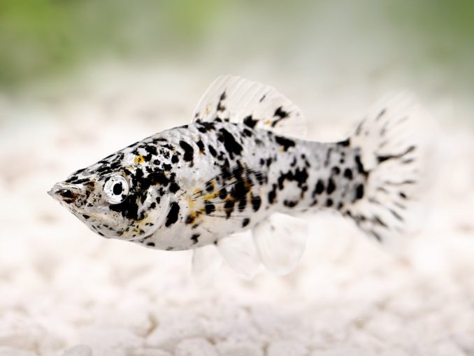 Dalmatian Molly Care Guide & Species Profile | Fishkeeping World