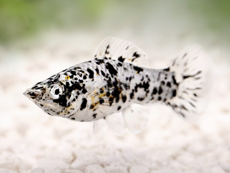 Dalmatian Molly Care Guide & Species Profile | Fishkeeping World