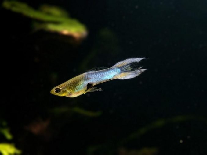 Endler's Livebearer Care Guide & Species Profile | Fishkeeping World