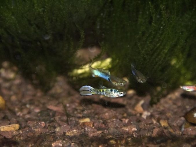 Endler's Livebearer Care Guide & Species Profile | Fishkeeping World