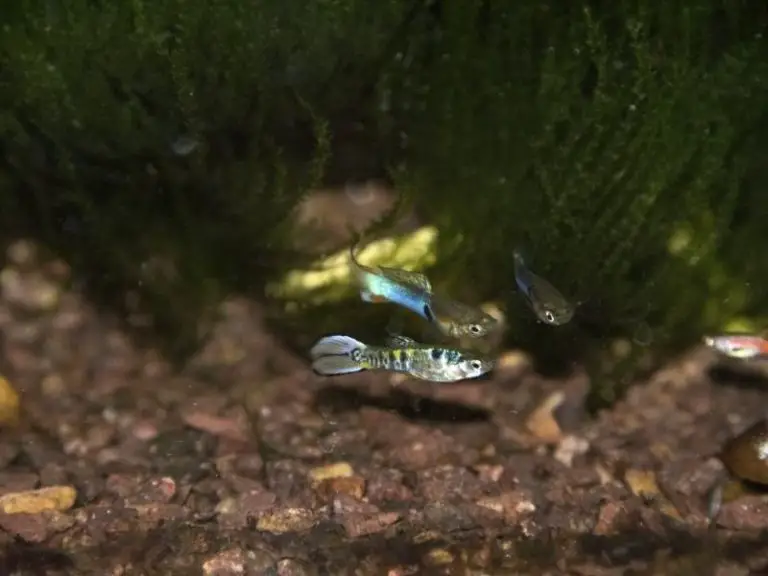 Endler's Livebearer Care Guide & Species Profile | Fishkeeping World