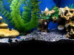 Figure 8 Puffer Care Guide & Species Profile | Fishkeeping World