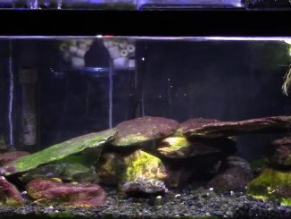 Figure 8 Puffer Care Guide & Species Profile | Fishkeeping World