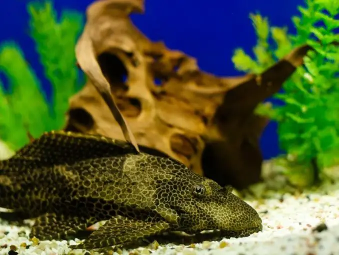 Sailfin Pleco Care Guide & Species Profile | Fishkeeping World
