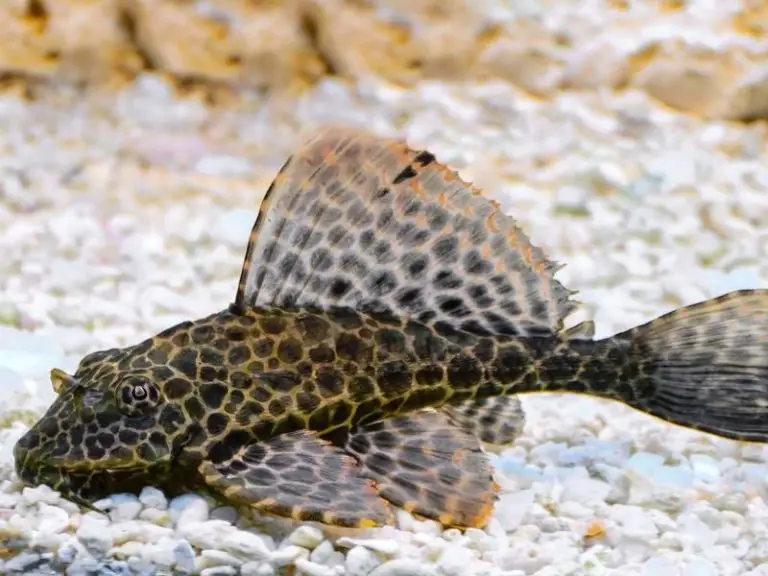 Sailfin Pleco Care Guide & Species Profile | Fishkeeping World