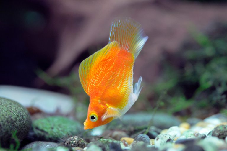Balloon Molly Care & Species Guide | Fishkeeping World