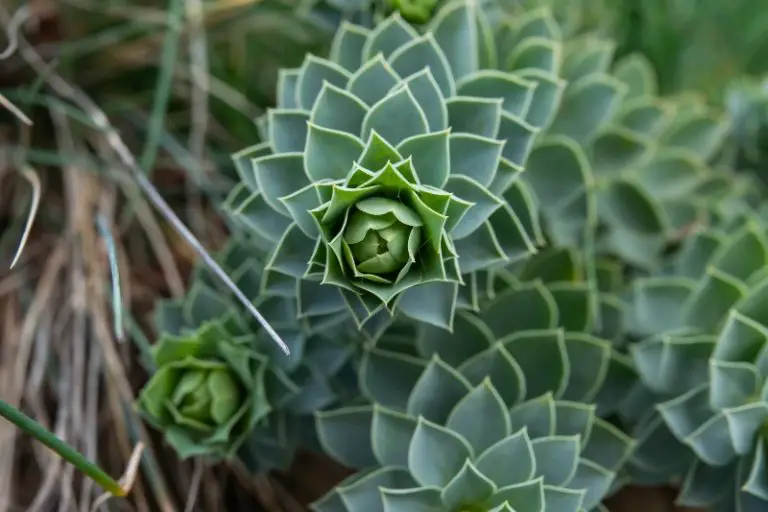 15 Plants That Are Poisonous to Fish | Fishkeeping World