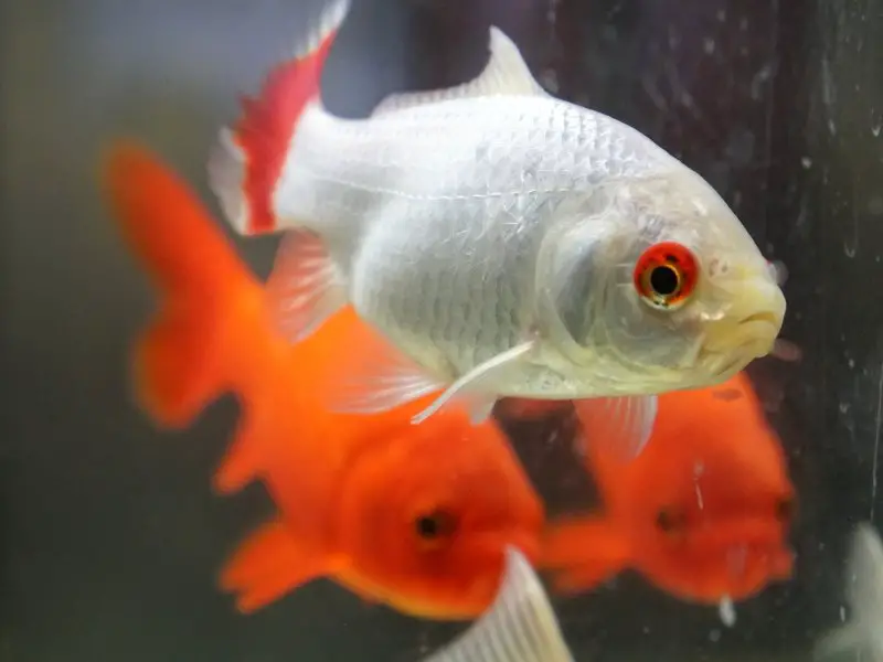 Solving the Mystery: Why Is My Goldfish Turning White?