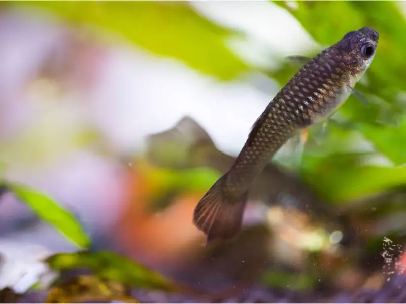 Is My Fish Depressed? Signs, Causes & Treatments