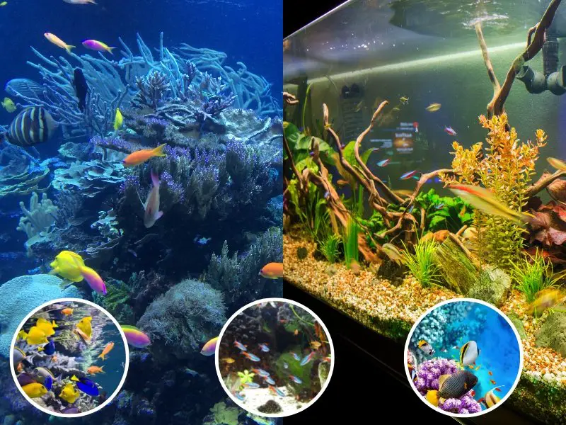 Tropical vs Freshwater Fishkeeping: What You Need to Know