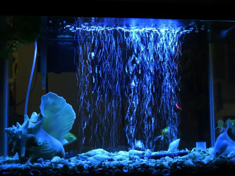 Discover the Benefits of Self Cleaning Fish Tank Reviews!
