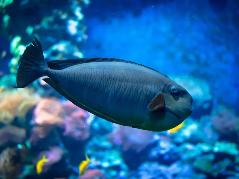 Caring for Your Blue Parrot Fish: Tips and Tricks