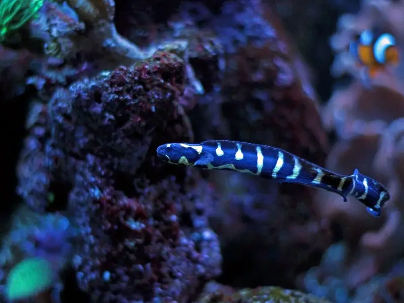 Unlock the Secrets of Keeping an Engineer Goby!