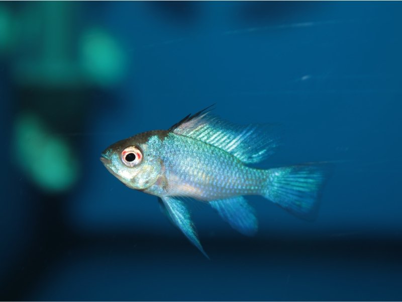 Unlock the Beauty of Electric Blue Rams in Your Aquarium!