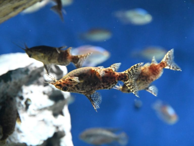 Fishkeeping Resources | Fishkeeping World
