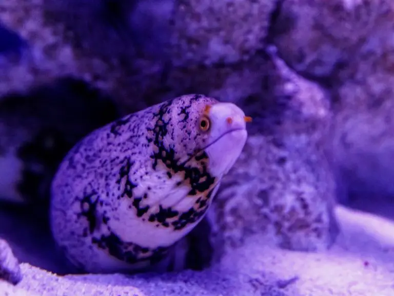 Fishkeeping Resources | Fishkeeping World