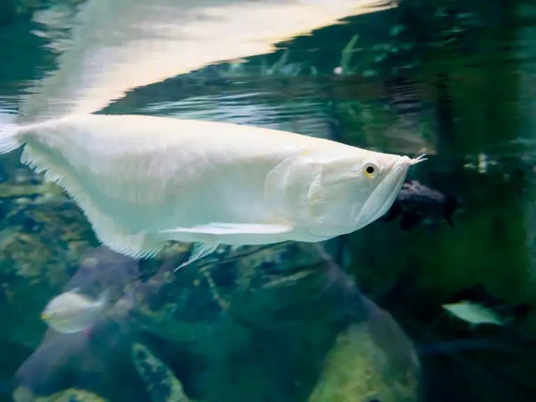 Fishkeeping Resources | Fishkeeping World