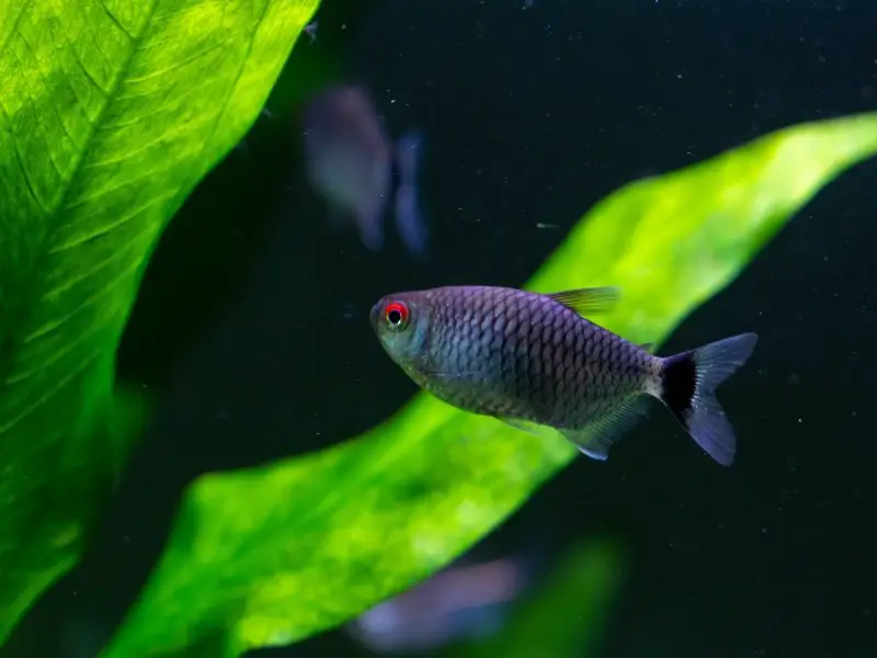 Fishkeeping Resources | Fishkeeping World