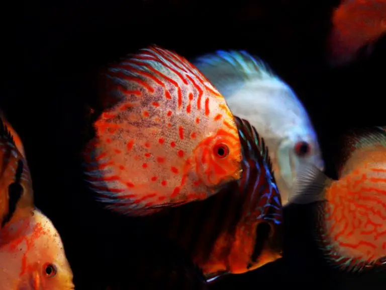 Fishkeeping Resources | Fishkeeping World