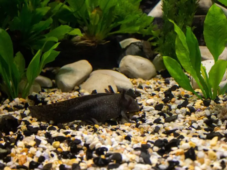 Fishkeeping Resources | Fishkeeping World