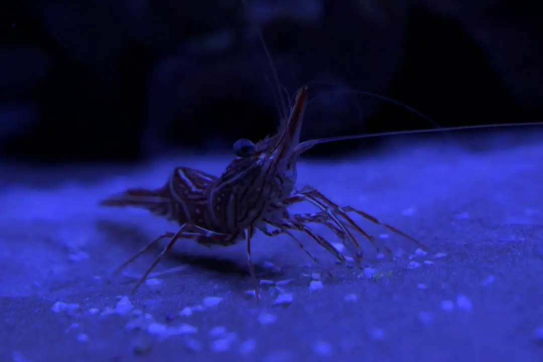 Unlock the Secrets of Blue Velvet Shrimp Care!