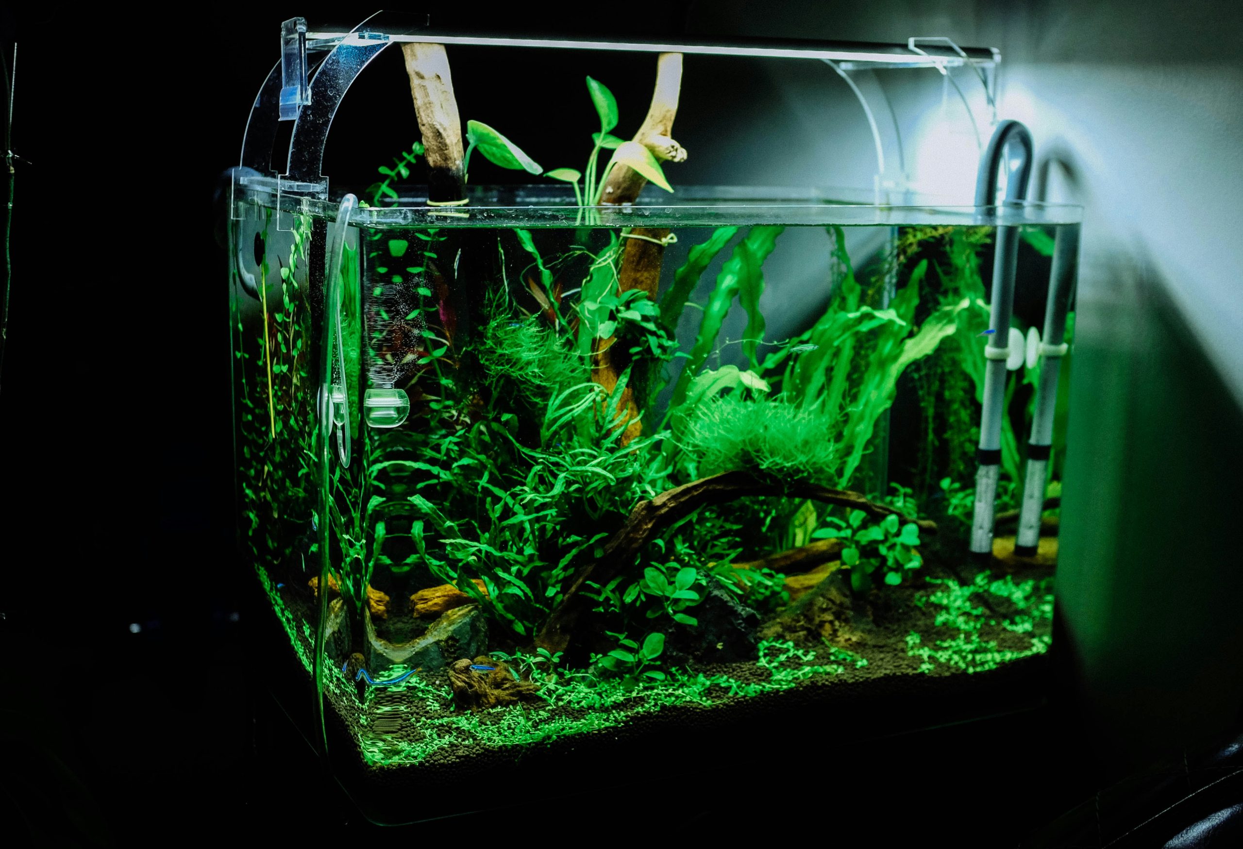 DIY Aquarium Projects for Biology Students | Fishkeeping World